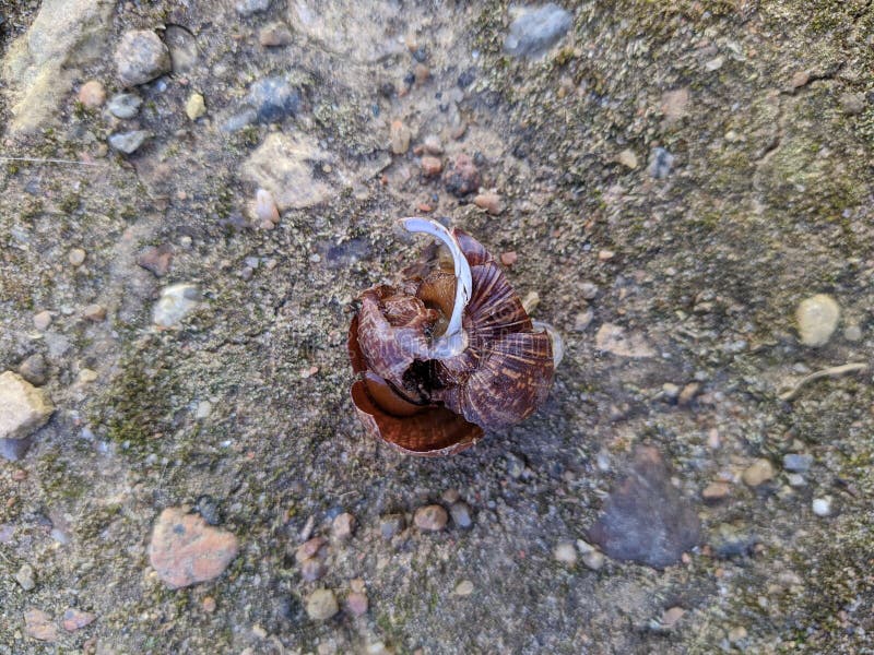 Snail with a Broken Shell on the Pavement Stock Photo - Image of pace ...