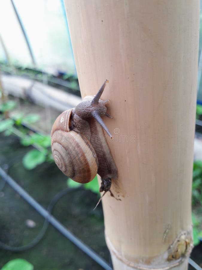 Snail stock image. Image of wildlife, crawl, land, life - 93383957