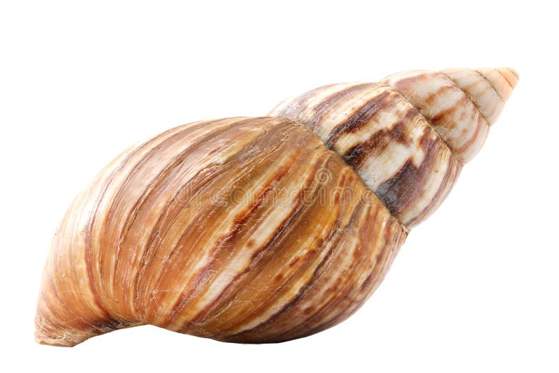 Snail stock image. Image of white, cover, isolated, brown - 48596957