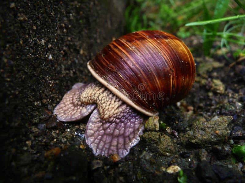 195 Hiding Shell Snail Stock Photos - Free & Royalty-Free Stock Photos ...