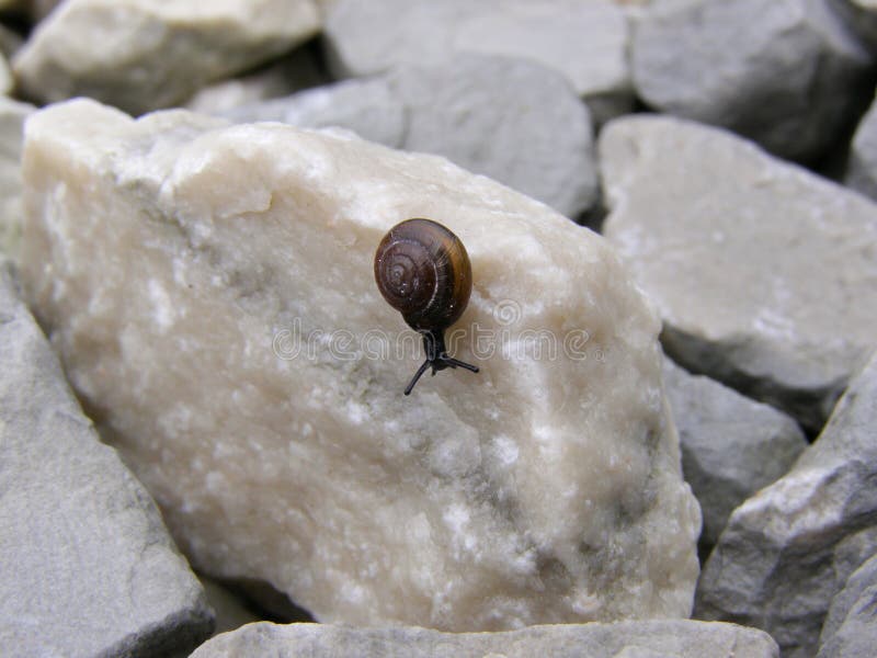 Snail with brown shell stock image. Image of macro, outdoor - 77221225
