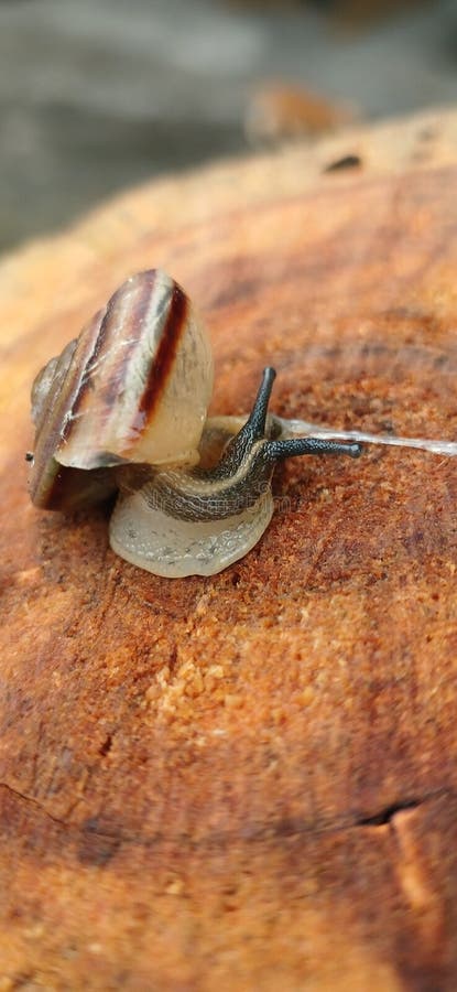 Snail with a Brown Shell is Crawling on a Brown Log. Stock Image ...