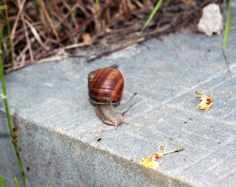 Crawling Snail With A Shell Stock Image - Image of slippery, shell ...