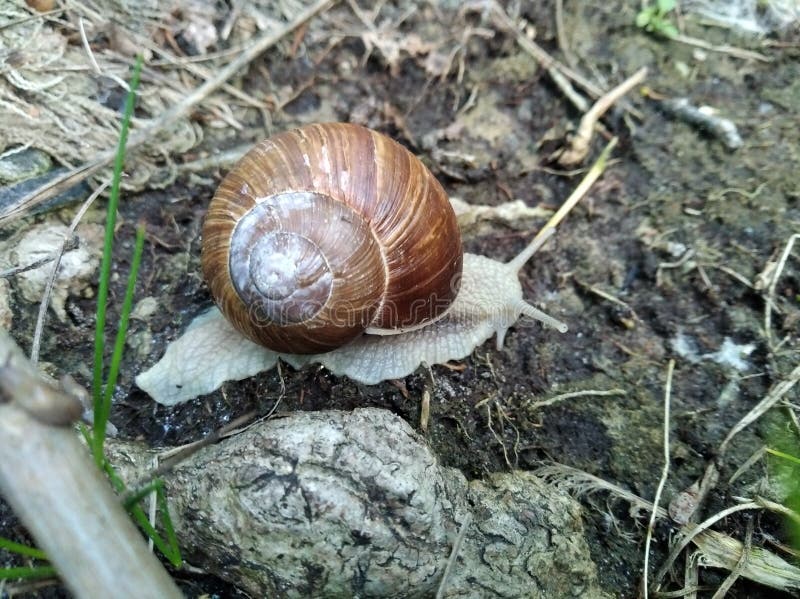 Snail with Brown Shell on the Ground Stock Photo - Image of mollusk ...