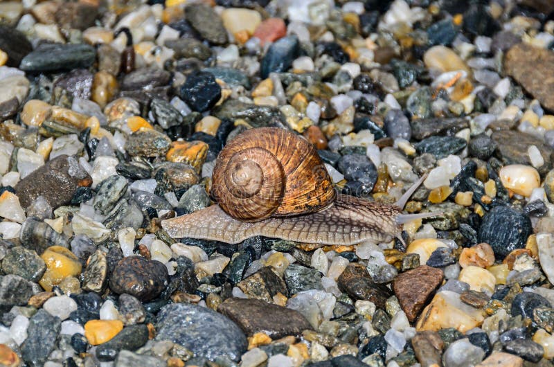 Snail with Brown Shell on the Ground, Open Antenas, Rocks Background ...