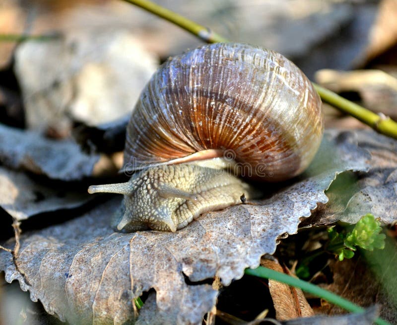 Snail with Brown Shell on Last Year`s Grass in the Park Stock Photo ...