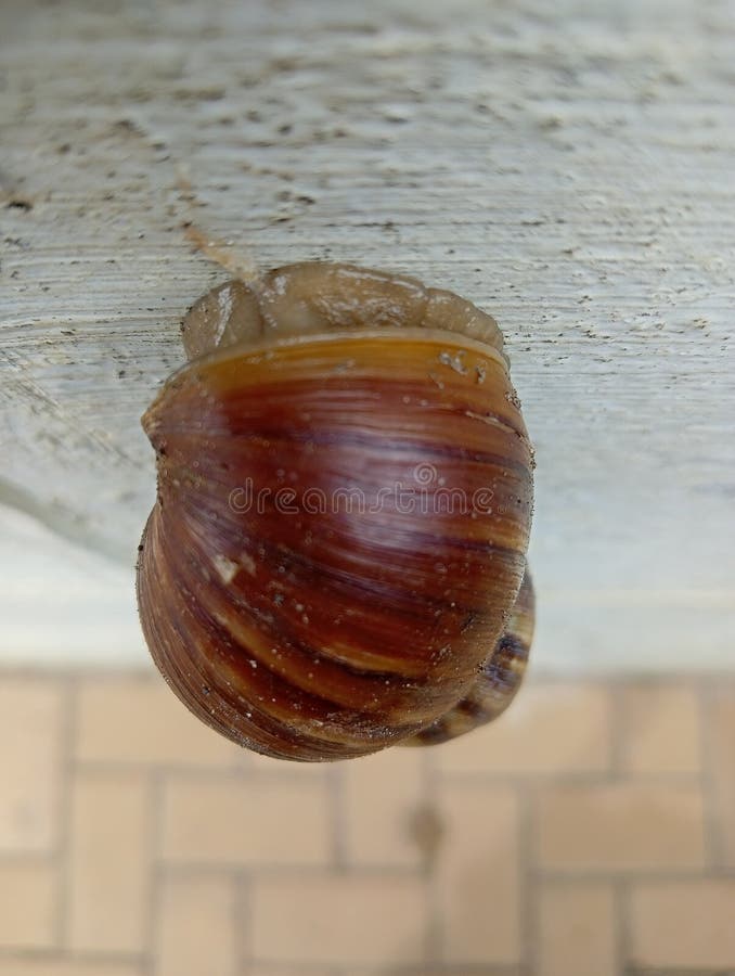 Snail with a Brown Shell Pattern with Black Lines Attached To the Wall ...