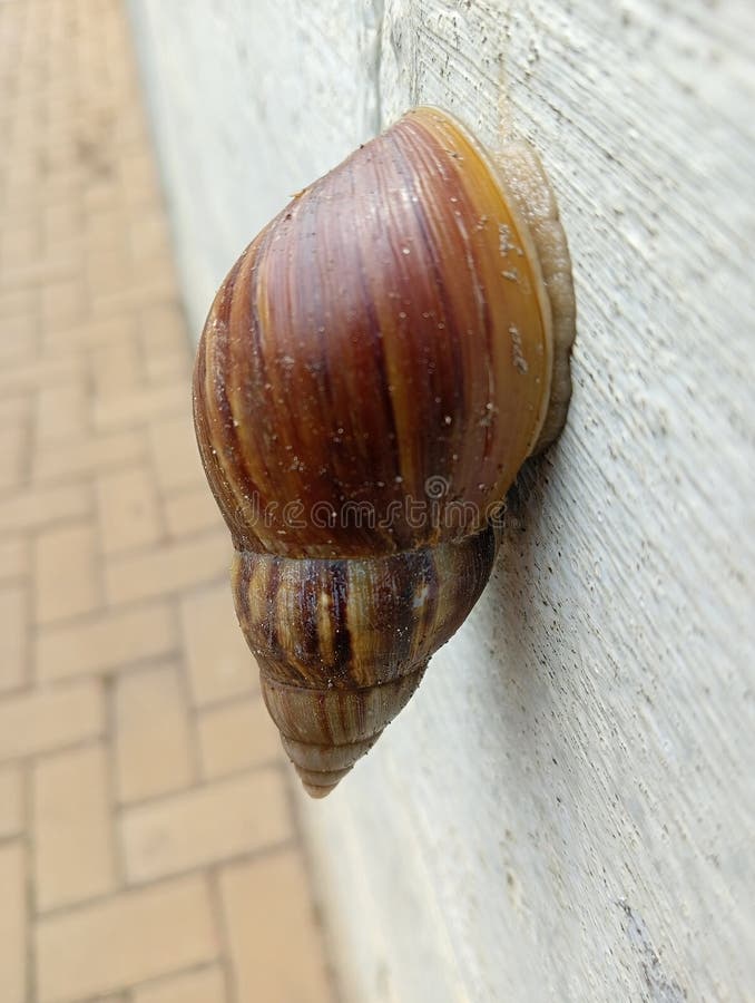 Snail with a Brown Shell Pattern with Black Lines Attached To the Wall ...