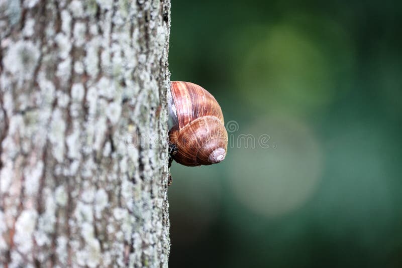 Snail with a Brown Shell on a Tree Trunk on a Blurred Natural ...