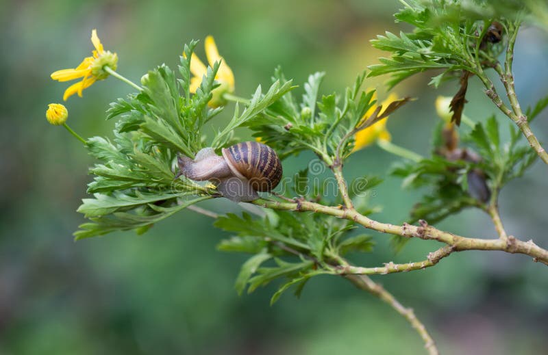 Exploring the bush stock image. Image of outdoor, nationalpark - 3510675