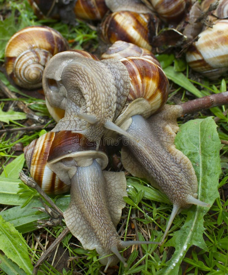 Snail stock image. Image of crustacean, move, slow, forest - 45455723