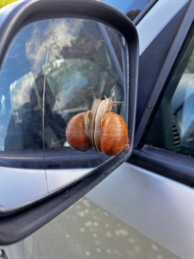 Snail in the car mirror stock photo. Image of plant - 352480464