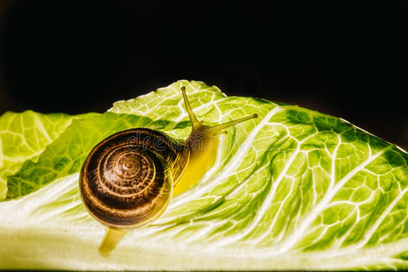 Snail stock photo. Image of skin, snail, eating, sticky - 71067802