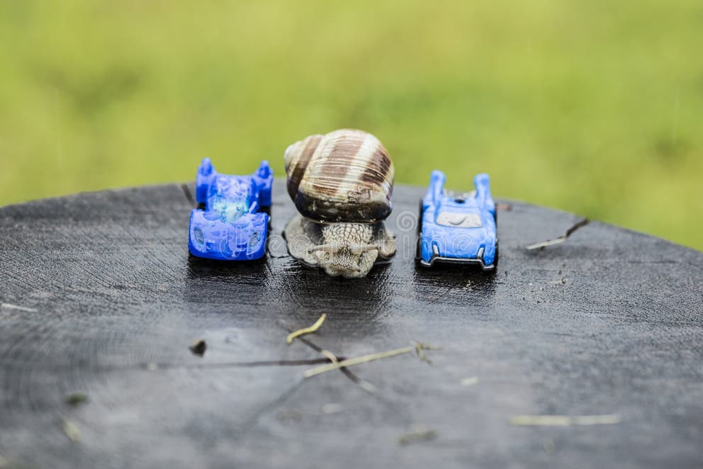 Snail and cars stock image. Image of closeup, curious - 91127111