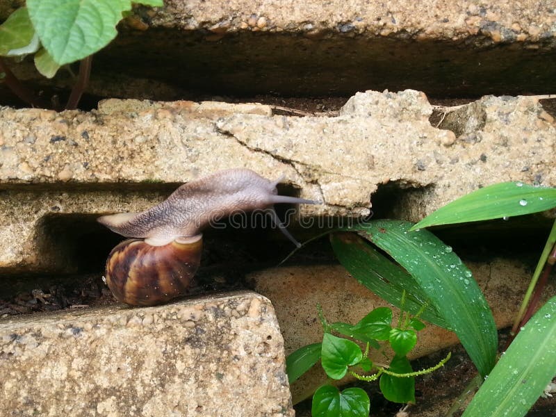 Snail in the cave stock photo. Image of sunrise, colourful - 160728516