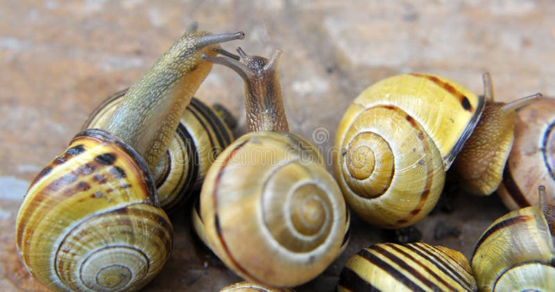 Snail Cepaea nemoralis stock image. Image of animal - 187145837