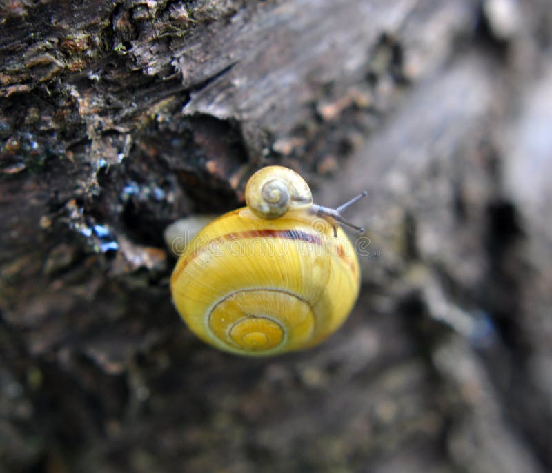 Snail Cepaea nemoralis stock photo. Image of grove, cepanea - 187481234