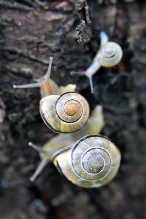 Snail Cepaea nemoralis stock image. Image of gastropod - 187481245