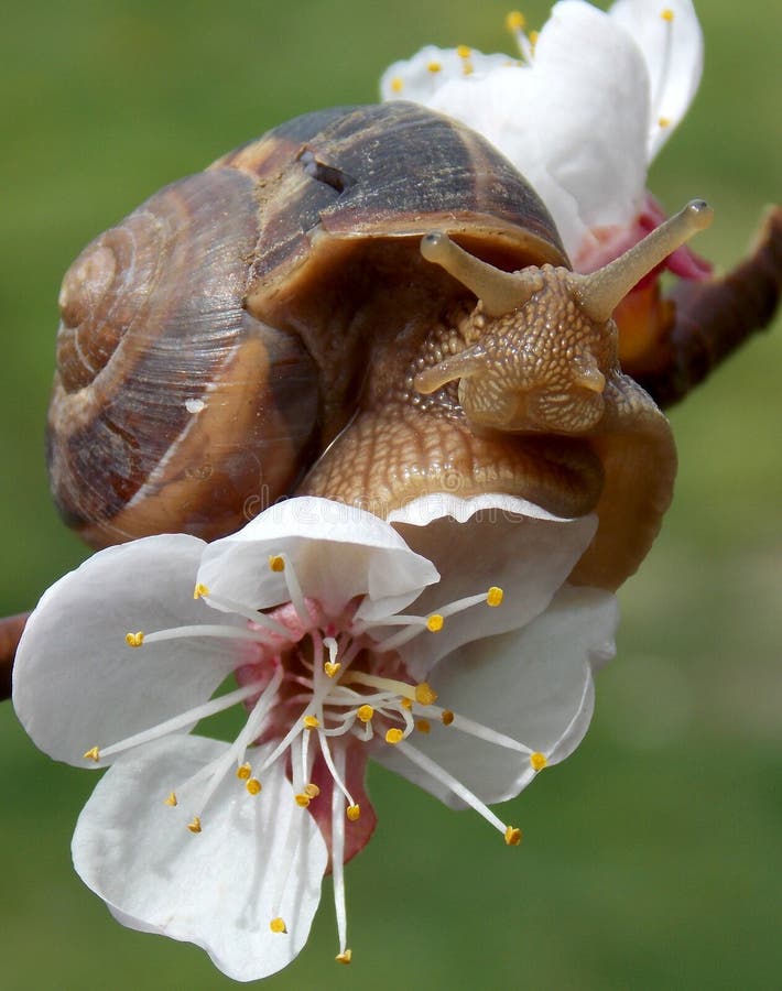 Snail stock image. Image of open, animal, macro, nature - 100349585