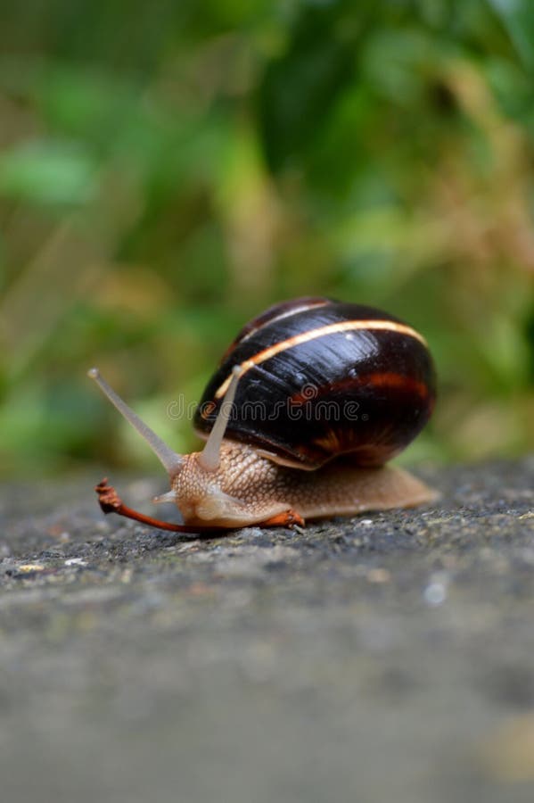 Snail and cherry stem stock photo. Image of nature, snail - 342494970