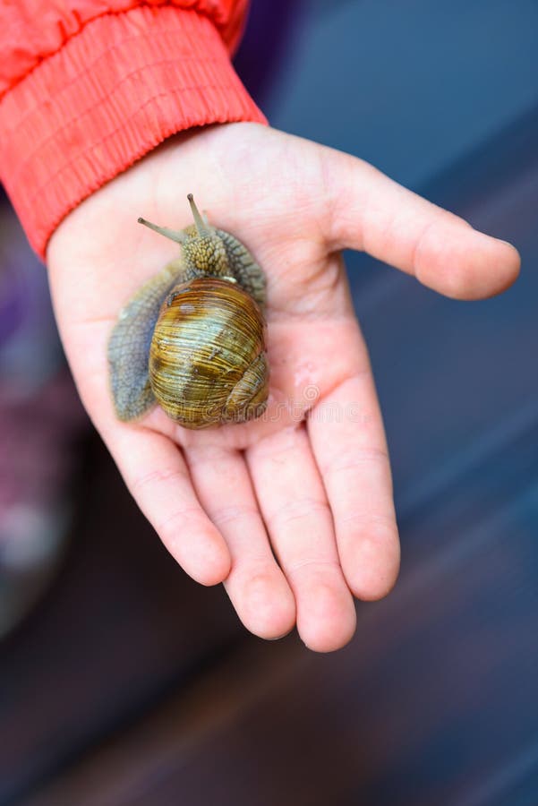 Snail in Hand, Snail Close Up, Brown Snail Stock Photo - Image of ...