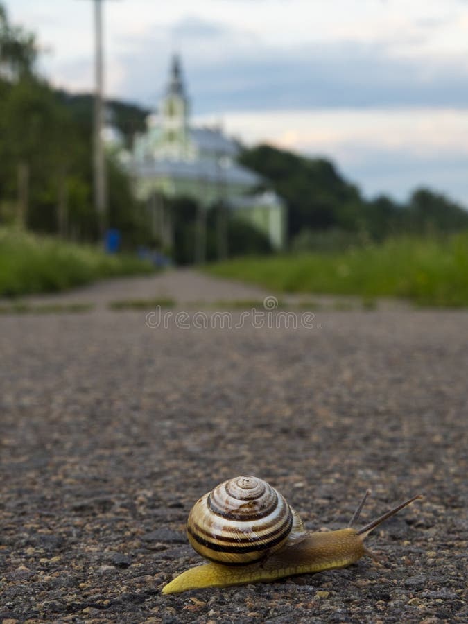 Snail city background stock image. Image of green, nature - 149734177