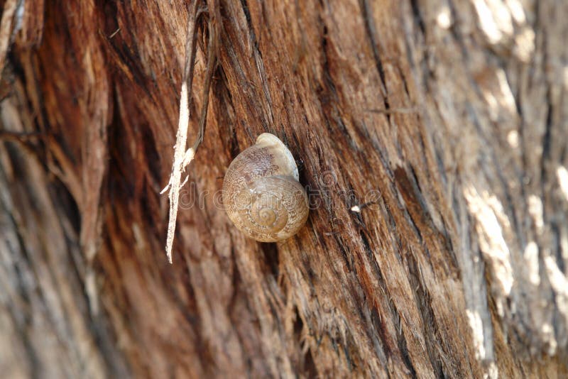 The Snail Moves Slowly through the Tree. Stock Photo - Image of moves ... The Snail Moves Slowly through the Tree. Stock Photo - Image of moves ...