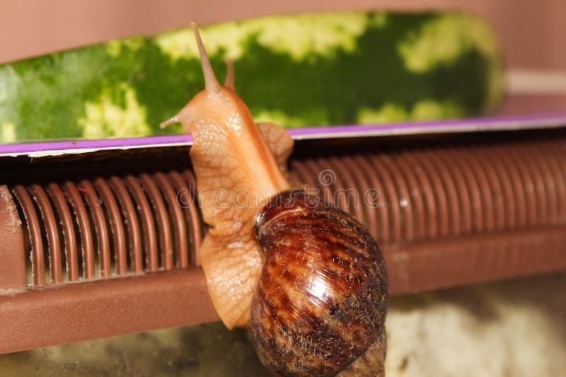 Snail Climbing Brown Comb with Greenery Stock Photo - Image of surface ...