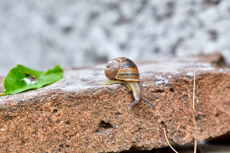 Snail Climbing Down a Brick Stock Image - Image of close, sliding: 51863699