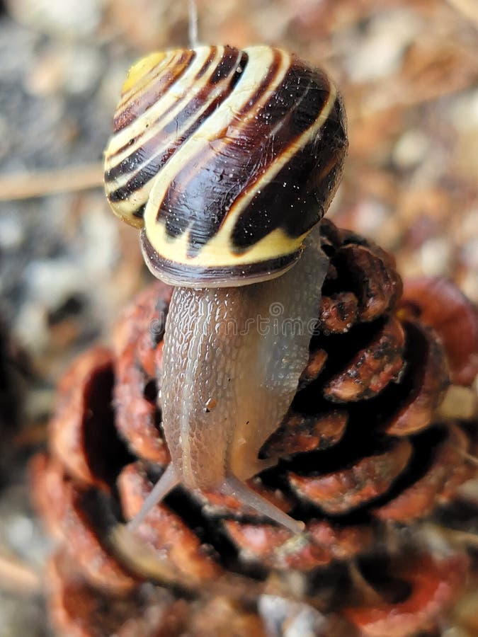 Snail Climbing Down a Pinecone Stock Photo - Image of nature, animal ...