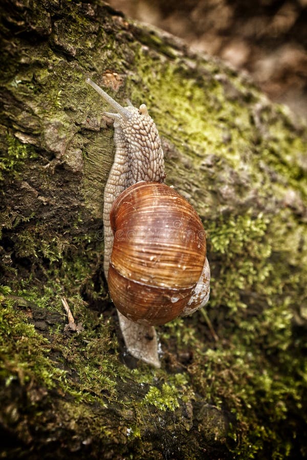 Snail Is Climbing On The Tree Stock Image - Image of outdoors, slug ...