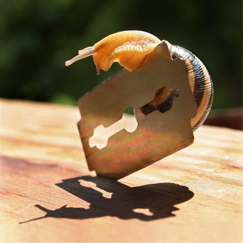 Snail is Climbing Over a Razor Blade Stock Photo - Image of equipment ...