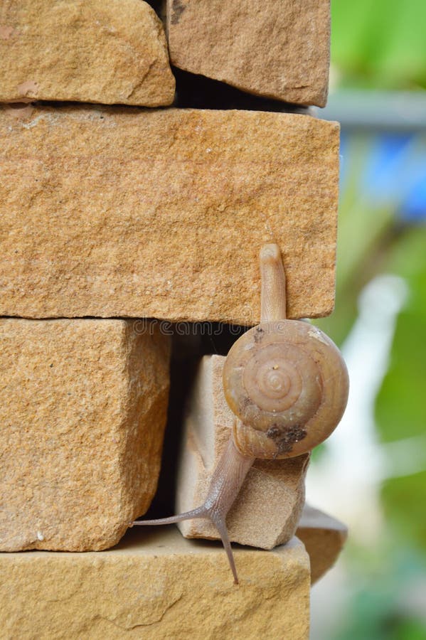 Snail Crawl Slowly on the Wall Stock Photo - Image of blood, shell ...