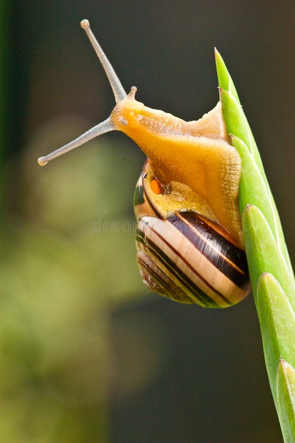 Snail Climbing To the Top of a Plant Stock Image - Image of climbing ...