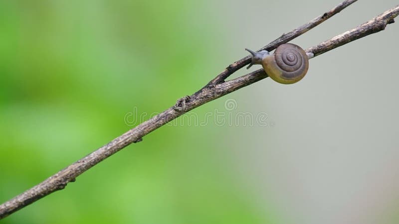 Snail Climbing Tree Branch Stock Footage & Videos - 12 Stock Videos
