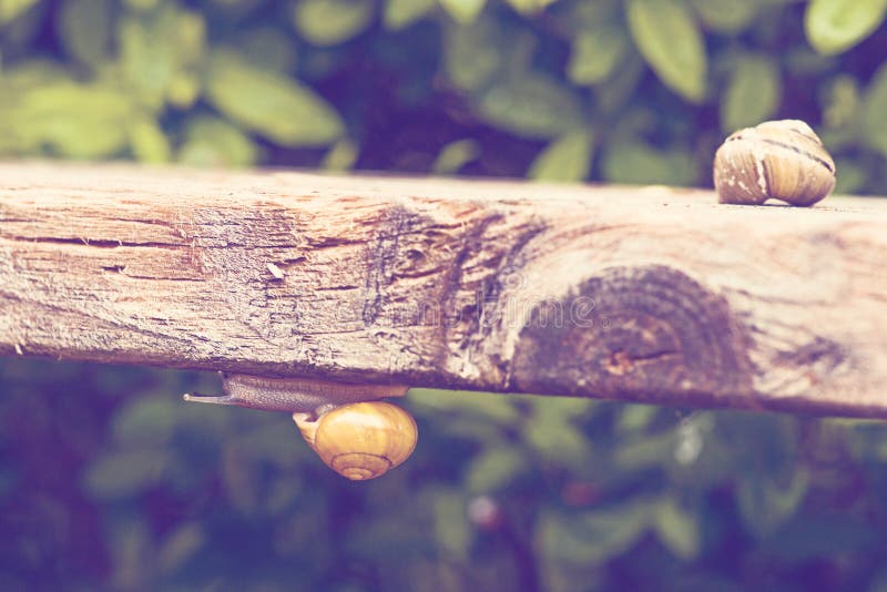 Snail Climbing Under a Plank Stock Photo - Image of detail, nature ...