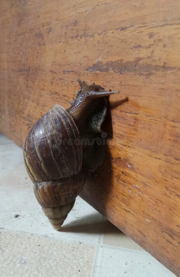 Snail Climbing on Wooden Door Background Stock Photo - Image of wooden ...