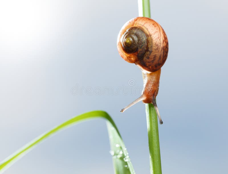 Snail climbs down on grass stock image. Image of climb - 274951545