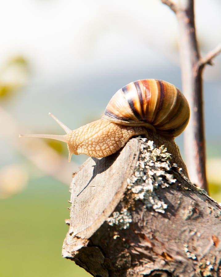 Snail Climbs To the Top of the Branches Stock Photo - Image of natural ...