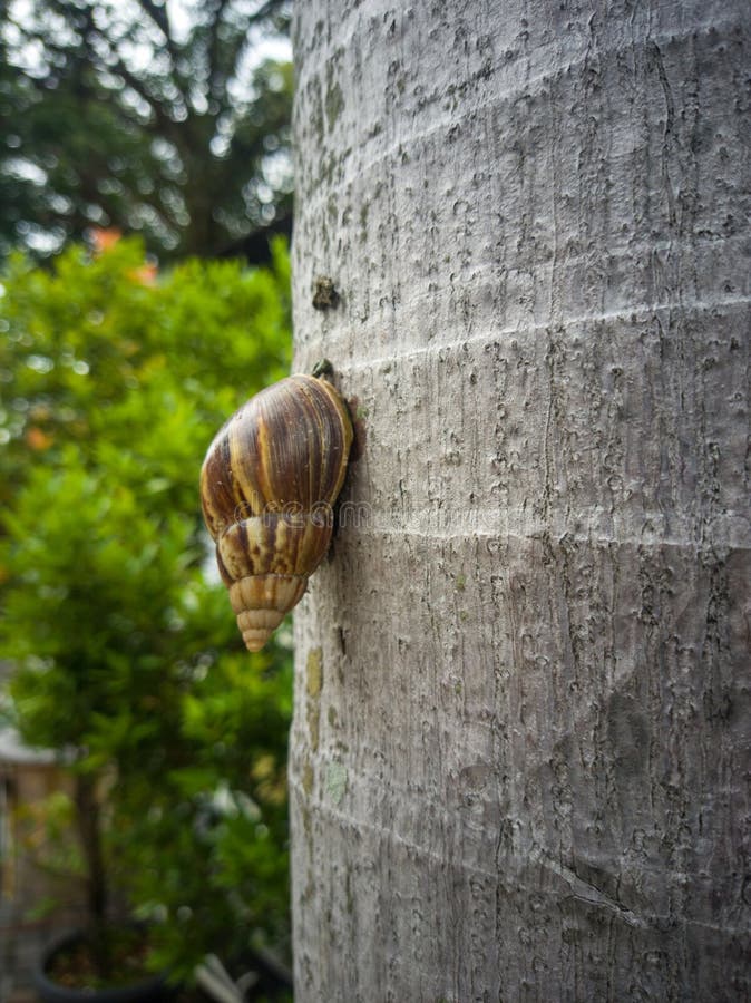 Snail Cling To Tree and Hide in Their Shells Stock Image - Image of ...