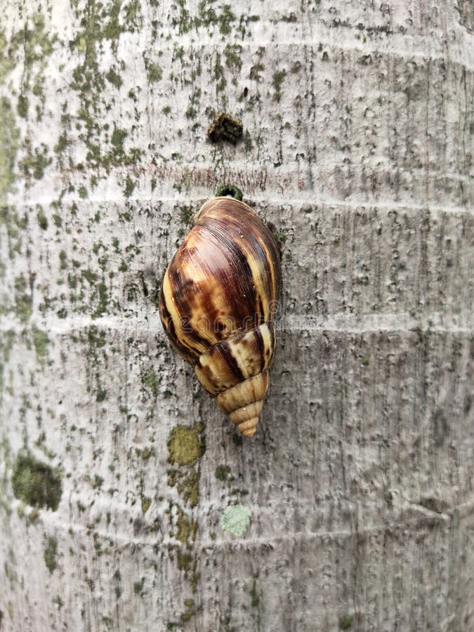 Snail Cling To Tree and Hide in Their Shells Stock Image - Image of ...