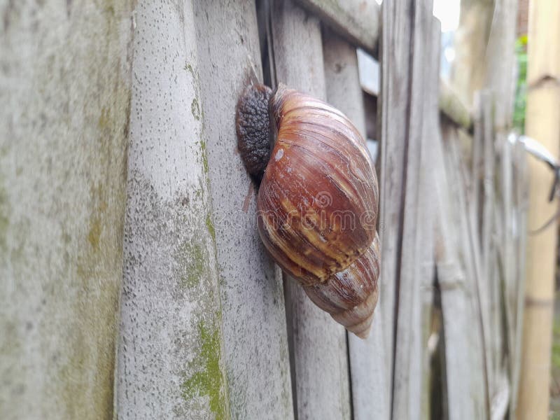 A Snail Clinging To a Bamboo Fence Stock Image - Image of fruit, food ...