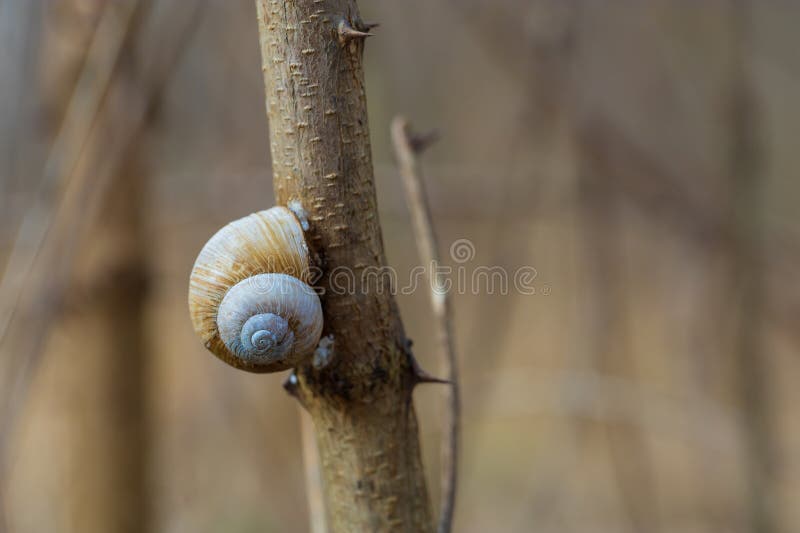 A Snail is Clinging To a Tree Trunk in the Forest Stock Photo - Image ...