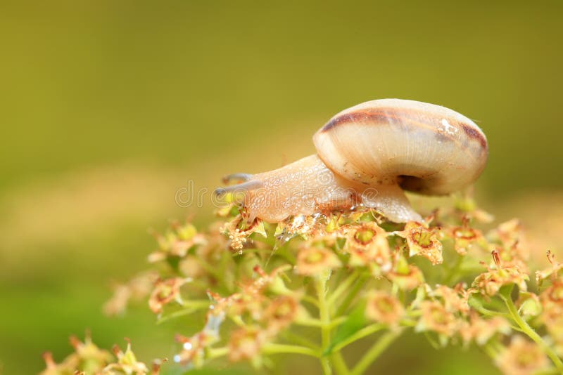 A snail, close-up stock photo. Image of escargot, biology - 173373838