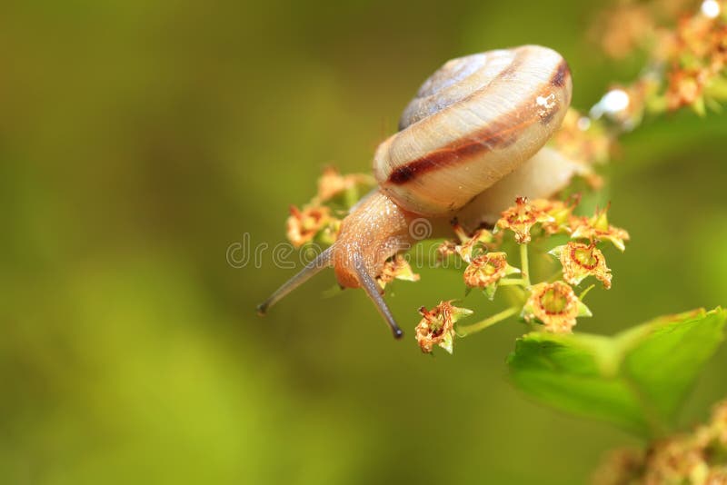A snail, close-up stock image. Image of green, nature - 173373849