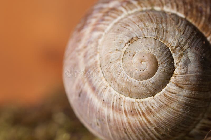 Snail close up stock image. Image of macro, blue, background - 103473199