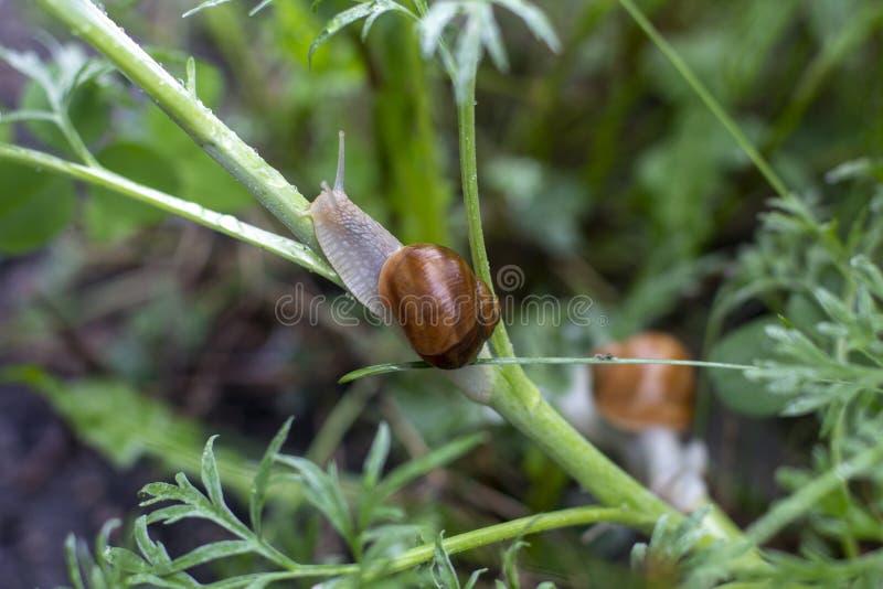 Snail close up. cochlea stock photo. Image of beautiful - 257314756