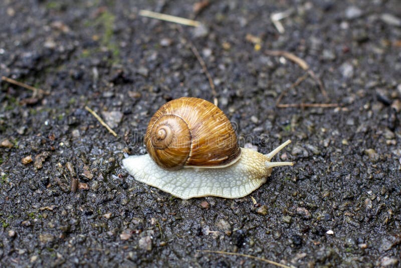 Snail close up. cochlea stock image. Image of nature - 257314657