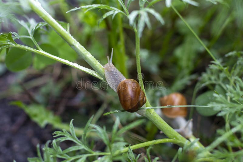 Snail close up. cochlea stock image. Image of outdoor - 257314737