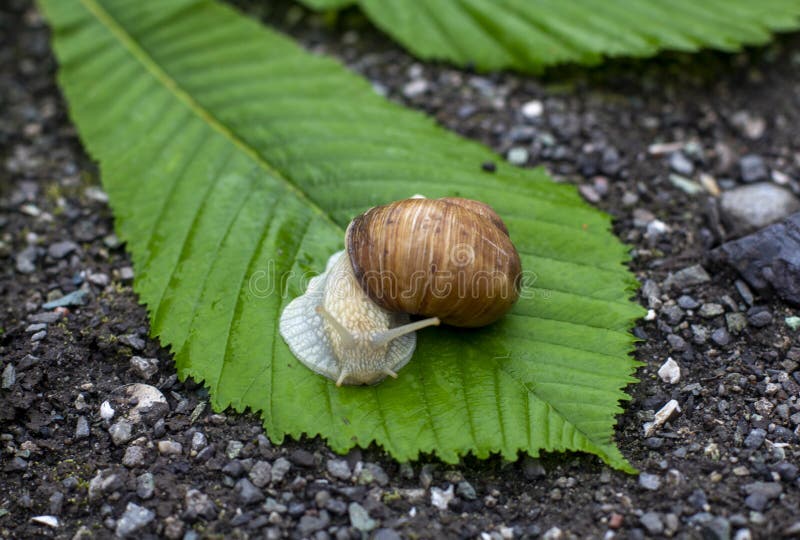 Snail close up. cochlea stock photo. Image of mollusk - 257314702